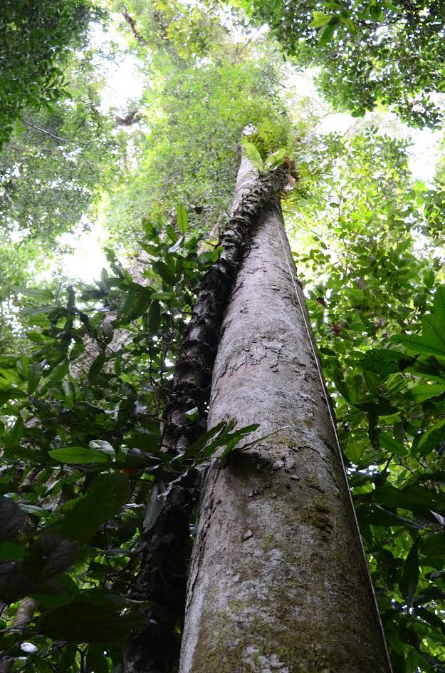 Gnetum liana GNETACEAE – PLANTS of the BELALONG CANOPY WALKWAY