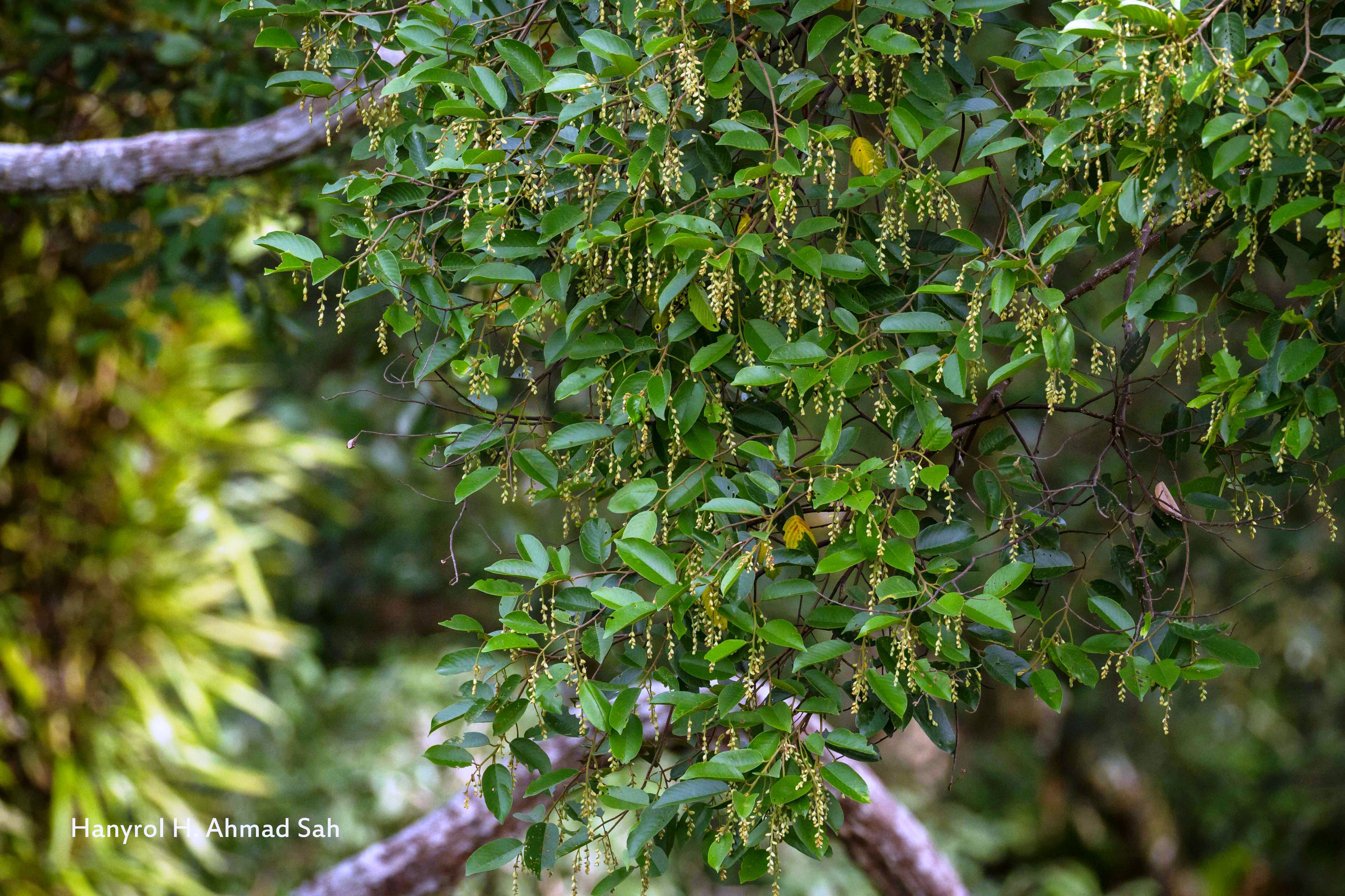 041 Hopea nutans, DIPTEROCARPACEAE – PLANTS of the BELALONG CANOPY WALKWAY